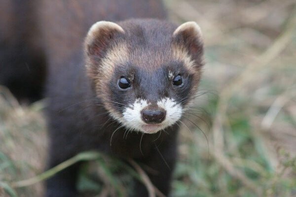 Ferret, Mink, Weasel, Otter, Stoat, and European Polecat, the difference