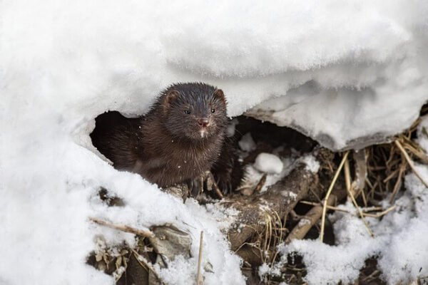 Ferret, Mink, Weasel, Otter, Stoat, and European Polecat, the difference