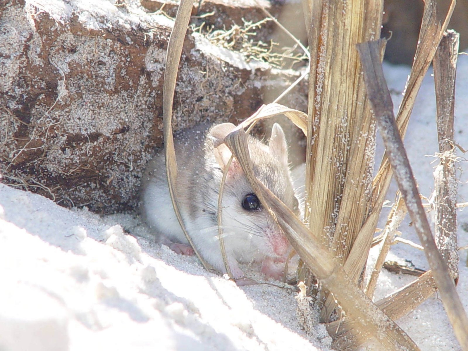 23 Monogamous Animals That Mate for Life