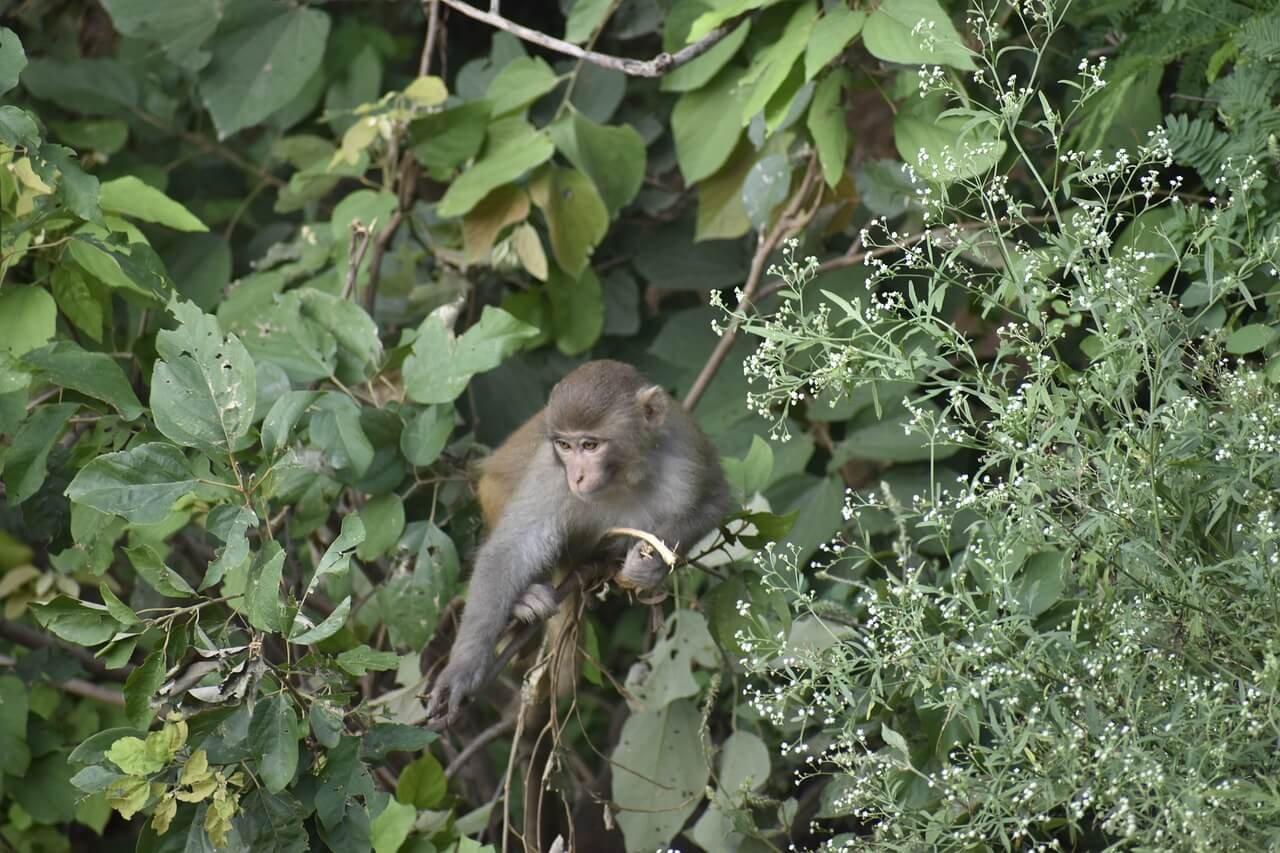 23 Monogamous Animals That Mate for Life