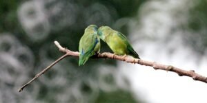 23 Monogamous Animals That Mate for Life