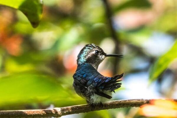 Facts About Hummingbirds