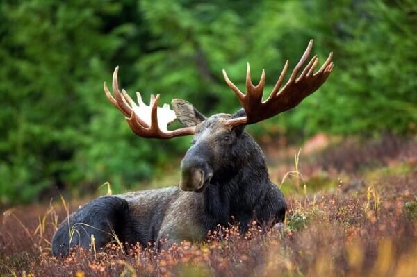 Moose Facts! Are they omnivores and will their shed their antlers?