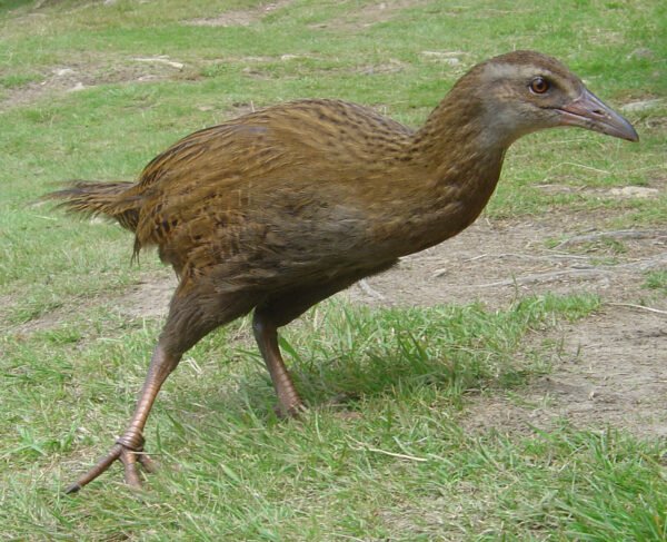 12 Birds that can't fly