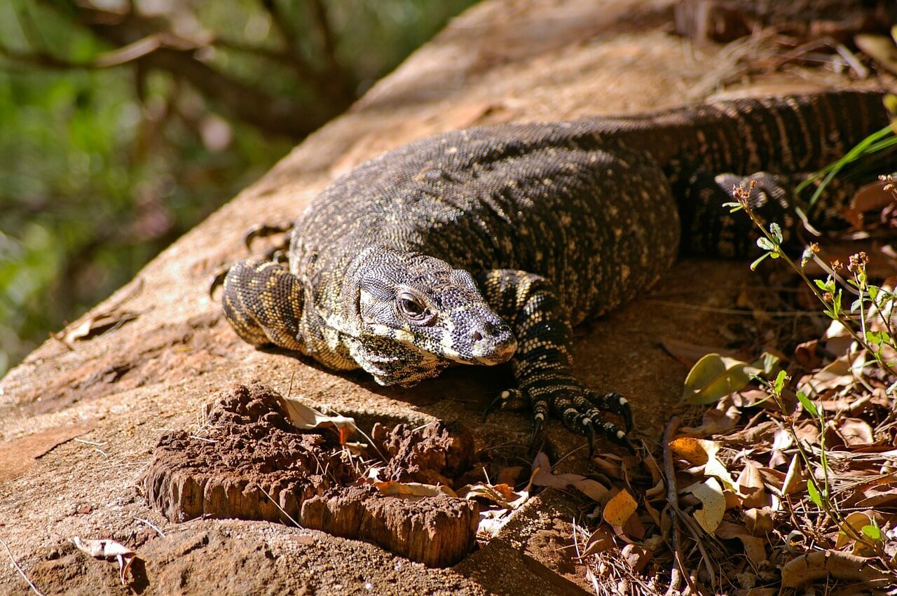 13 Weird Animals that live in the desert!