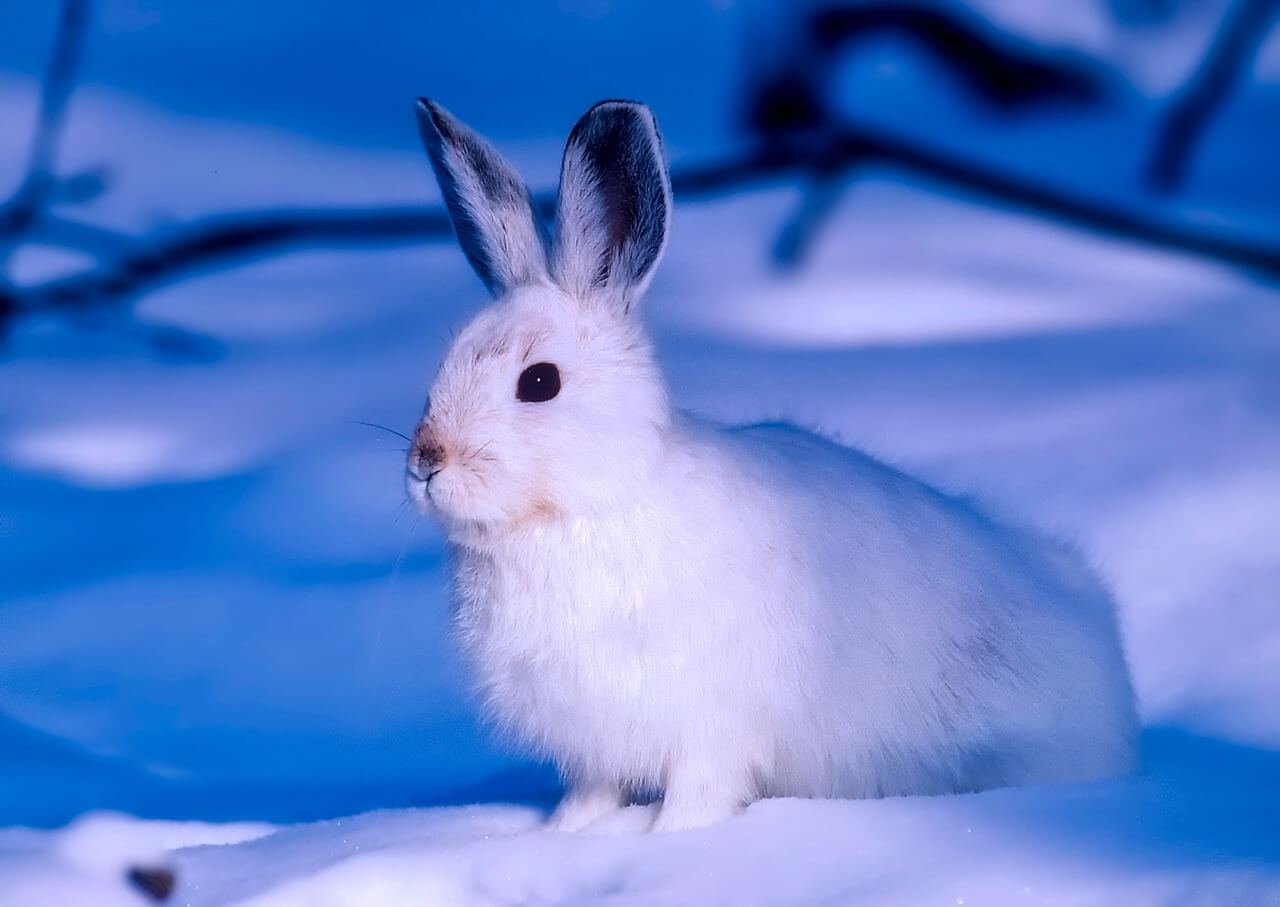 These Animals Live In The Trundra