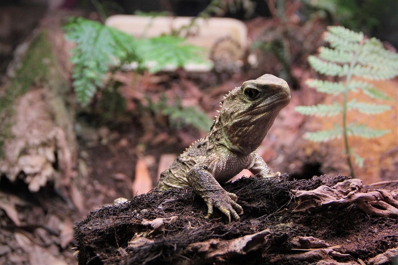 Which animal lives the longest? 15 Animals Older Than Your Grandma!