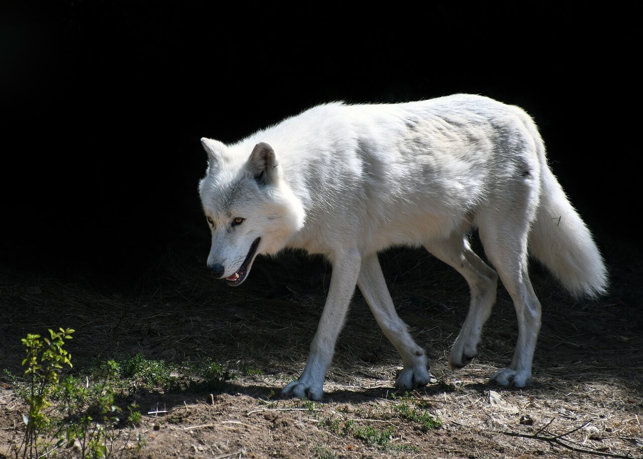 These Animals Live In The Trundra