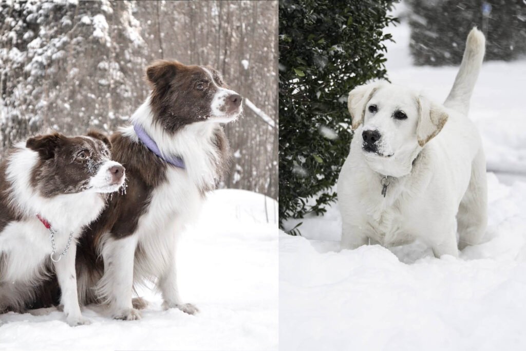 Border Collie And Lab Mix - The Borador