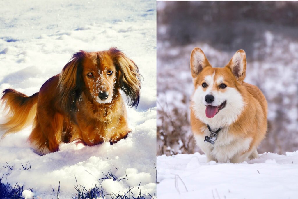 The Dorgi - A Dachshund Corgi Mix - And you think your kids are cute?