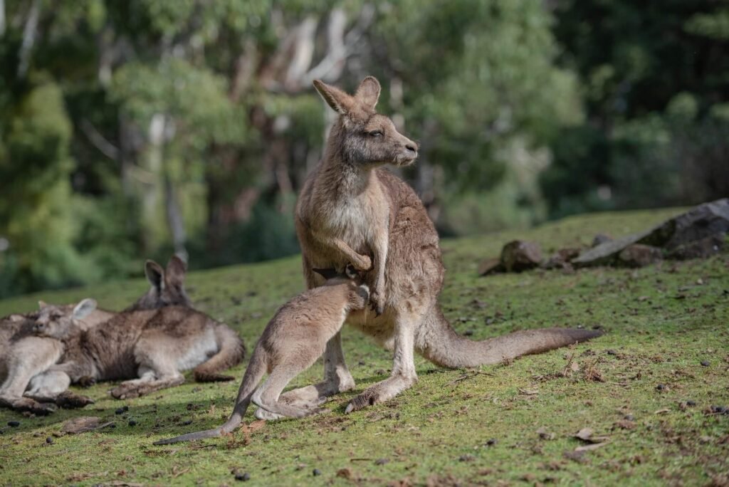 Facts Of The Red Kangaroo | How fast they jump and are they danergous?