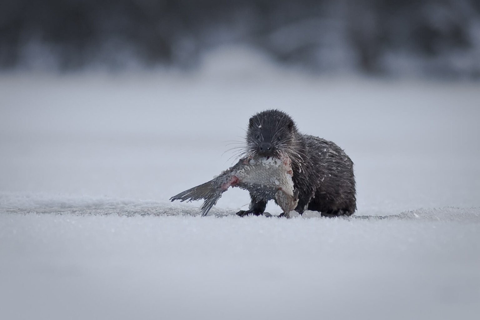 Otter Facts! Are Otters Predators?