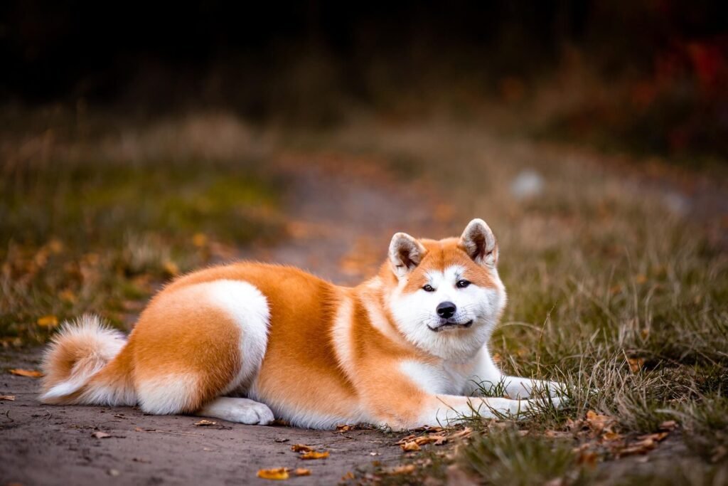 Akita Inu Facts - A dog bred to hunt bears