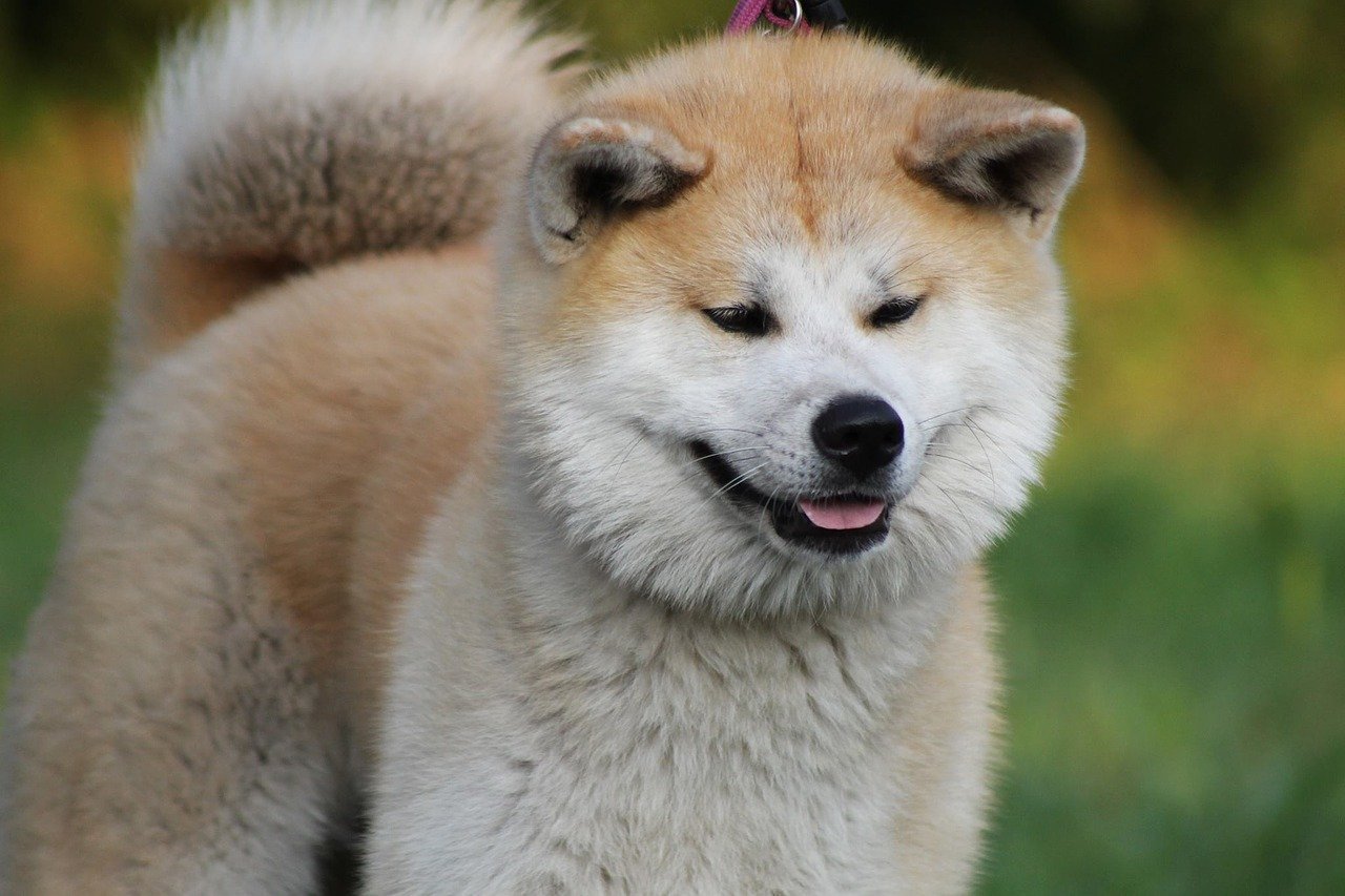 Facts About The Labrakita - Akita And Lab Mix - BittenByErmines