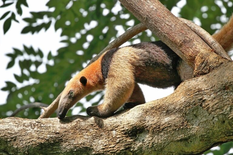 Facts About The Anteater: Where do they live and what do they eat?