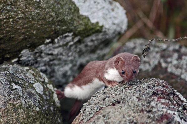 What an ermine? The cutest Weasel in the woods! Here Are The Facts!