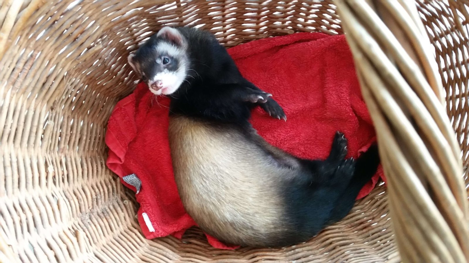 Are Ferrets Rodents? Here are the facts. Hint: NO