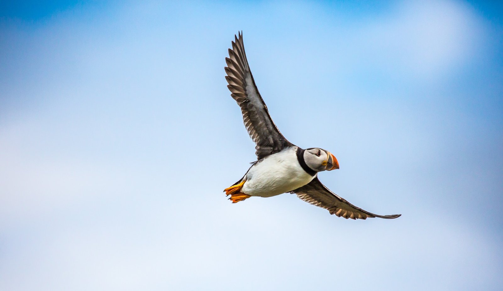 Can A Puffin Fly? Bird Facts!