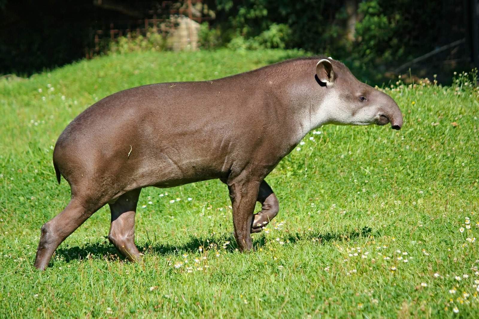 Tapir Animal Facts Learn More About The Tapir